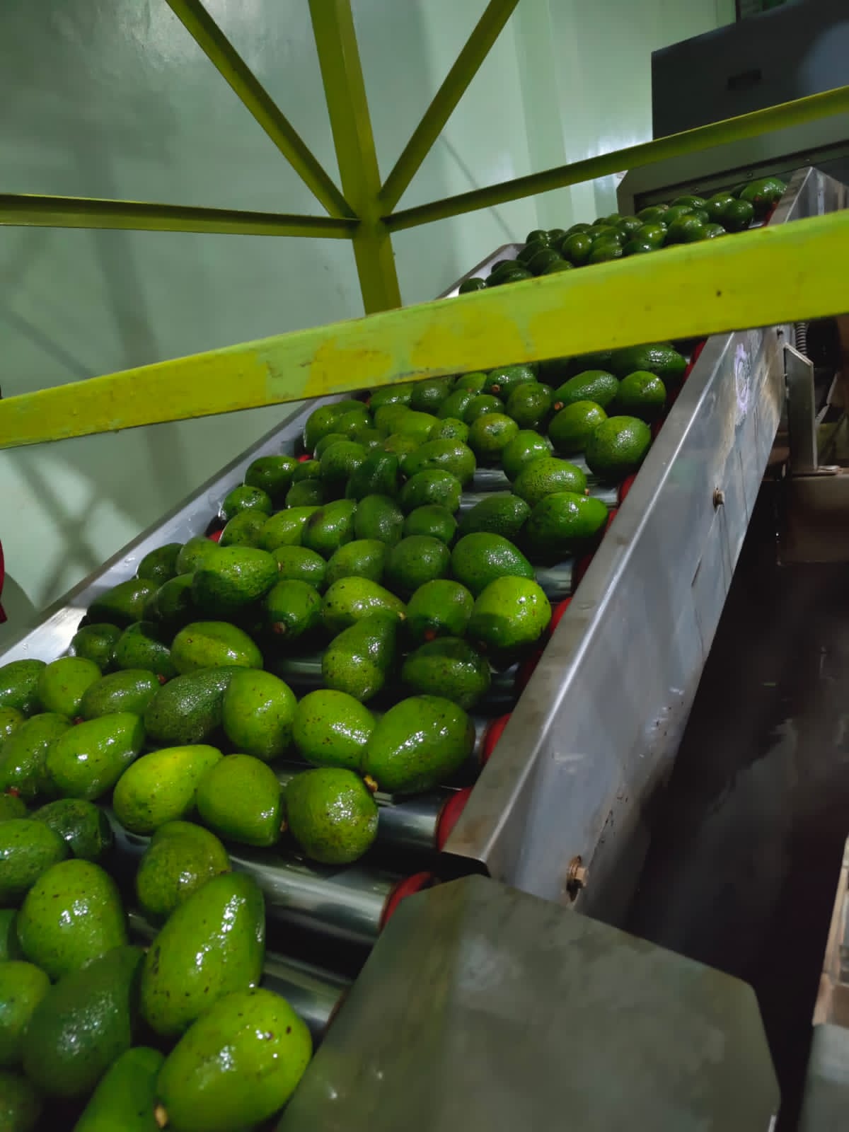 Wholesale Avocado, Mango, and Pineapple Lisbon - Mulberry Growers